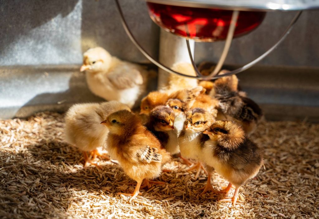 NPIP Certification: Why it Matters When Buying Chicks - Backyard Poultry